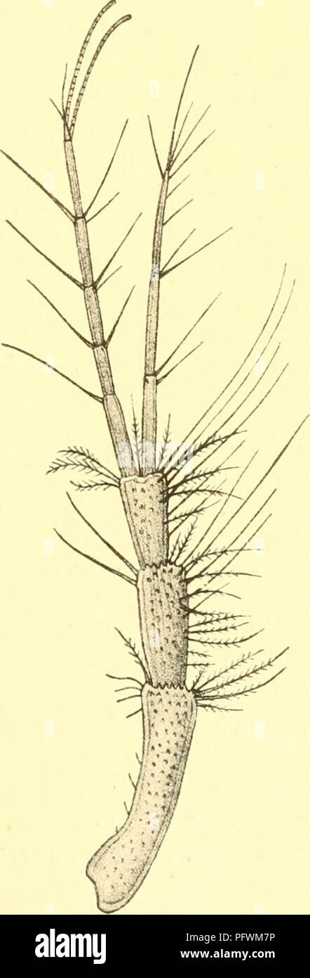 This work provides detailed descriptions of the *Cumacea* family of ...