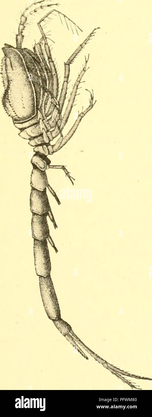 This scientific work discusses the Cumacea, a small group of ...