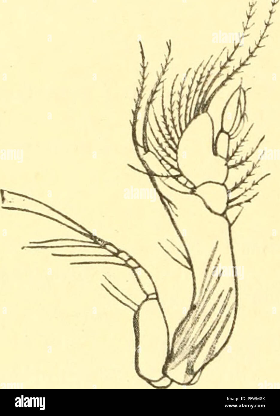 . Cumacea (Sympoda). Cumacea. 44 Cumaeea: 3. Bodotriidae, 7. Iphinoe ...