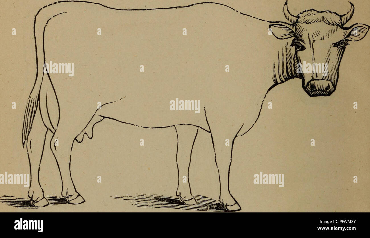 This work describes Cunningham’s system for identifying cattle through ...