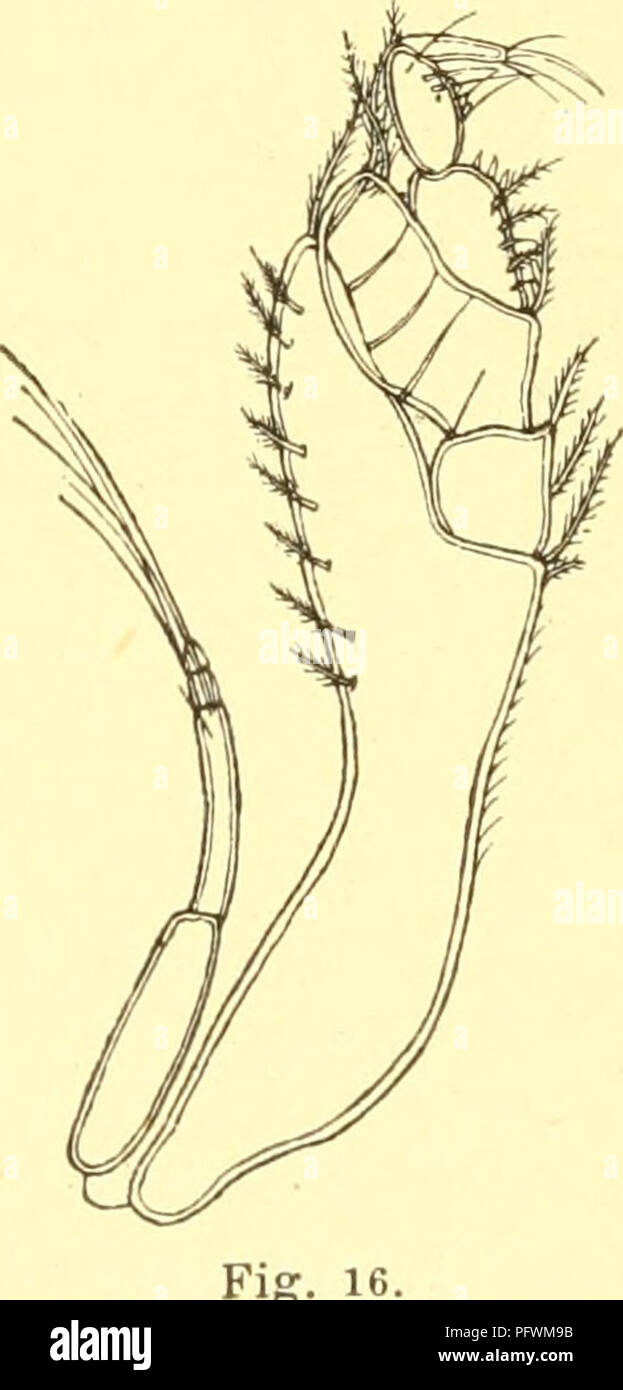 Distal process hi-res stock photography and images - Alamy