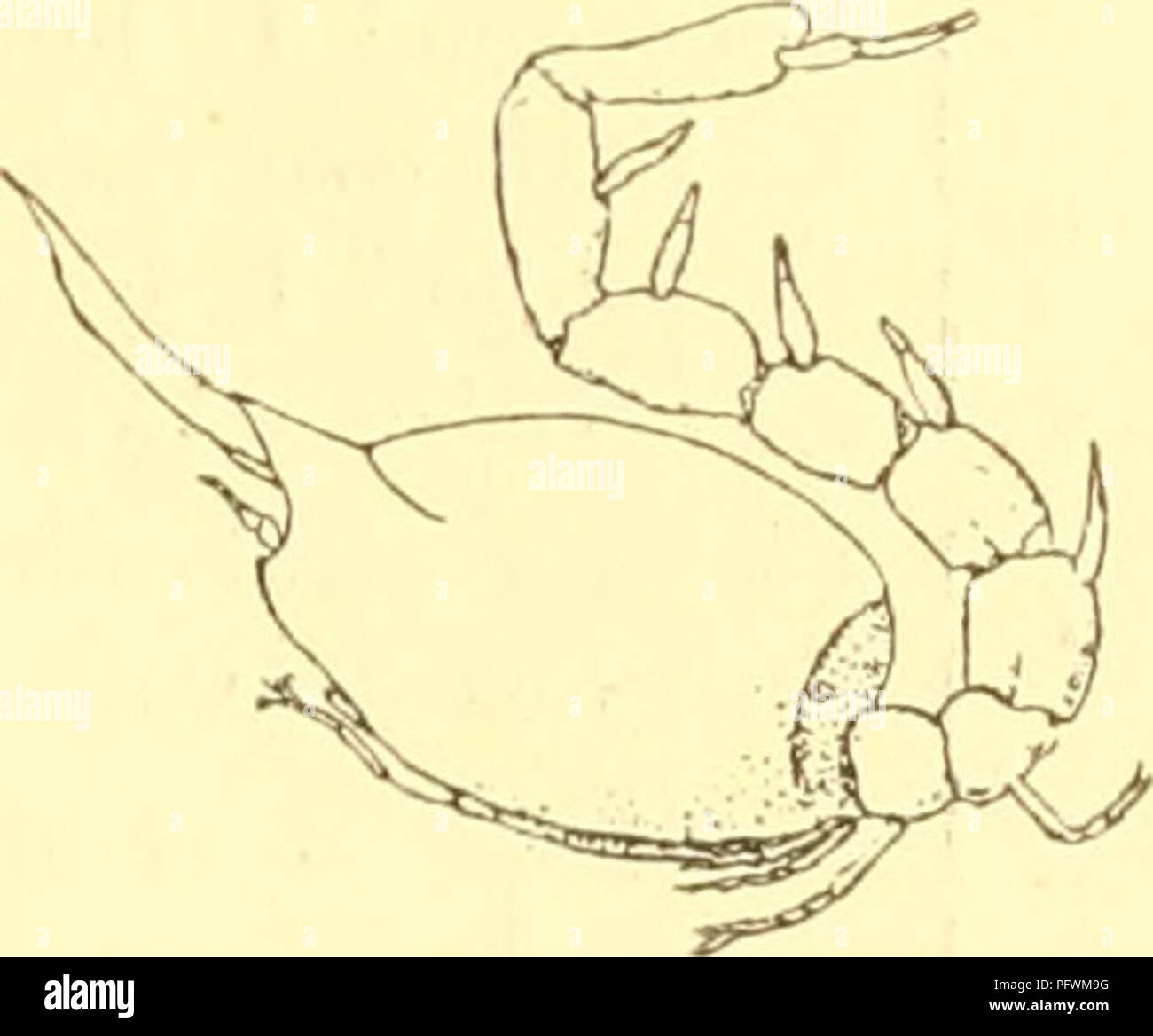 Uropods hi-res stock photography and images - Alamy