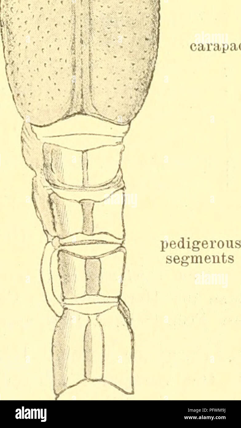 This scientific work details the taxonomy of Cumacea, a group of ...