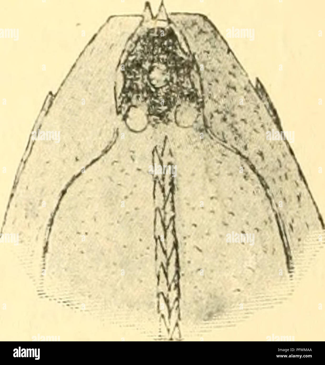 Illustrations of the Cumacea species, specifically V. cristata, showing ...