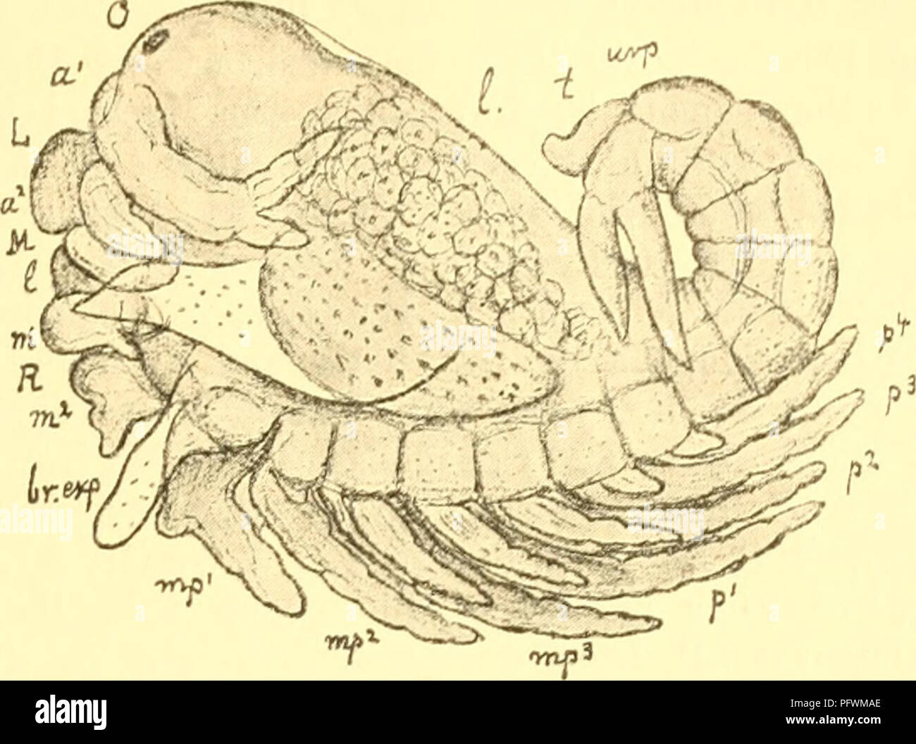 Branchial plates hi-res stock photography and images - Alamy