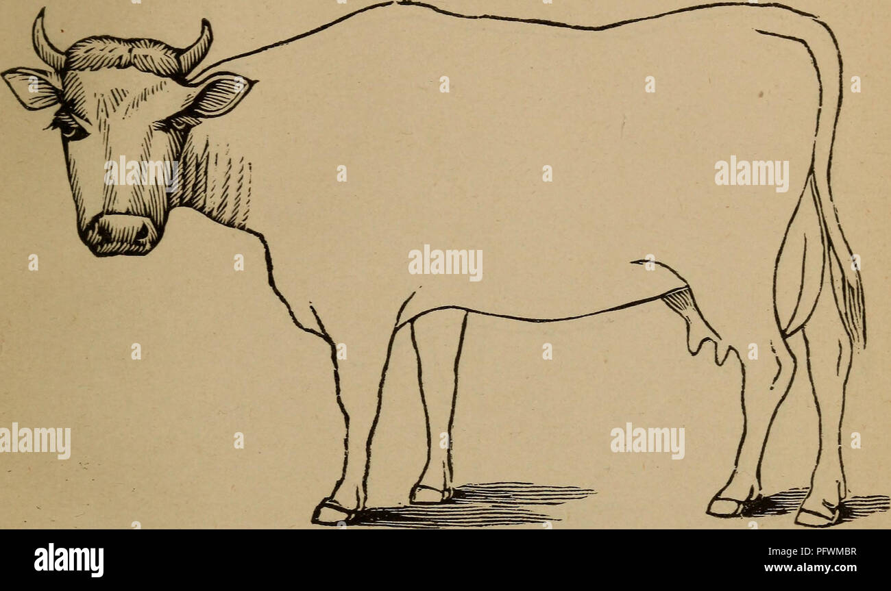 This image illustrates the branding device used by stockmen and farmers ...