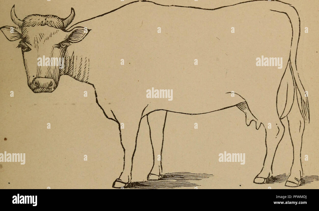 This guide presents a device for identifying cattle age and defects ...