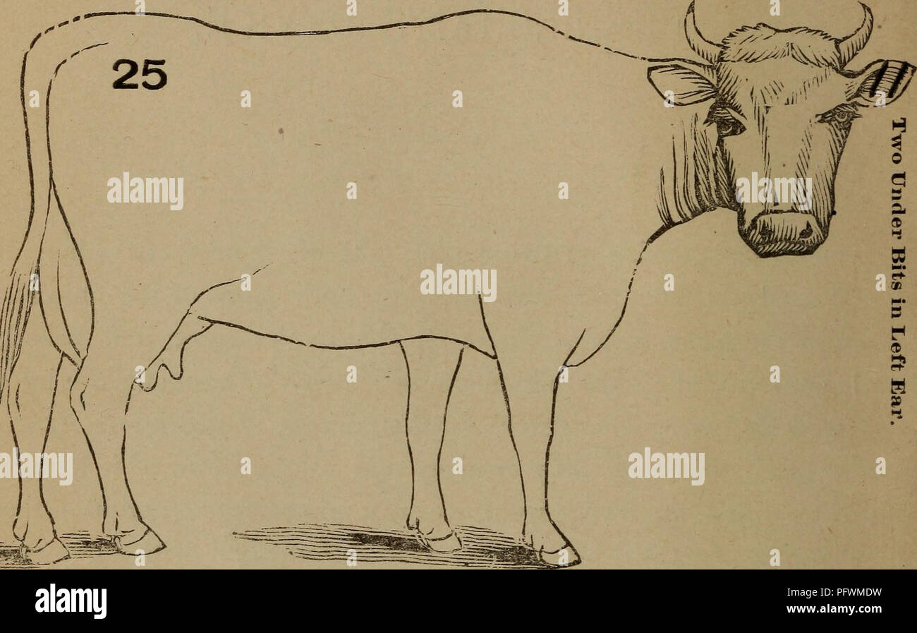 This image from an early 20th-century catalog by Thomas Cunningham ...
