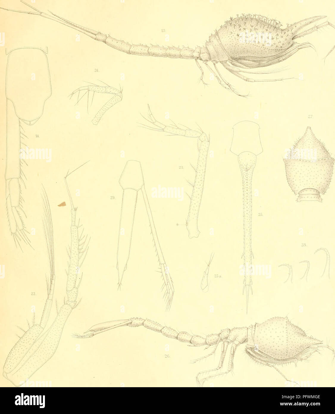 Understanding crustacean morphology hi-res stock photography and images ...