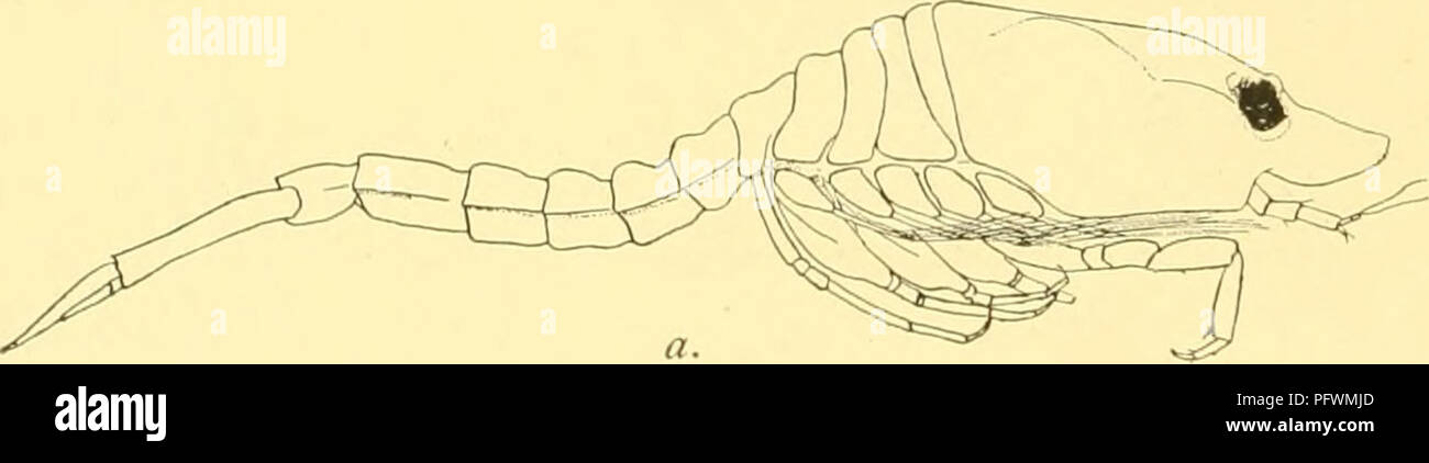 . The Cumacea of the Siboga-expedition. Cumacea; Zoology. •4 The ...
