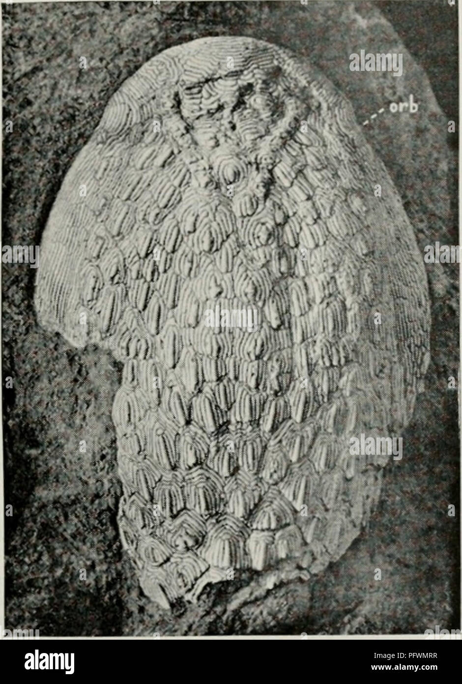 Fossil of a jawless fish silurian hi-res stock photography and images ...