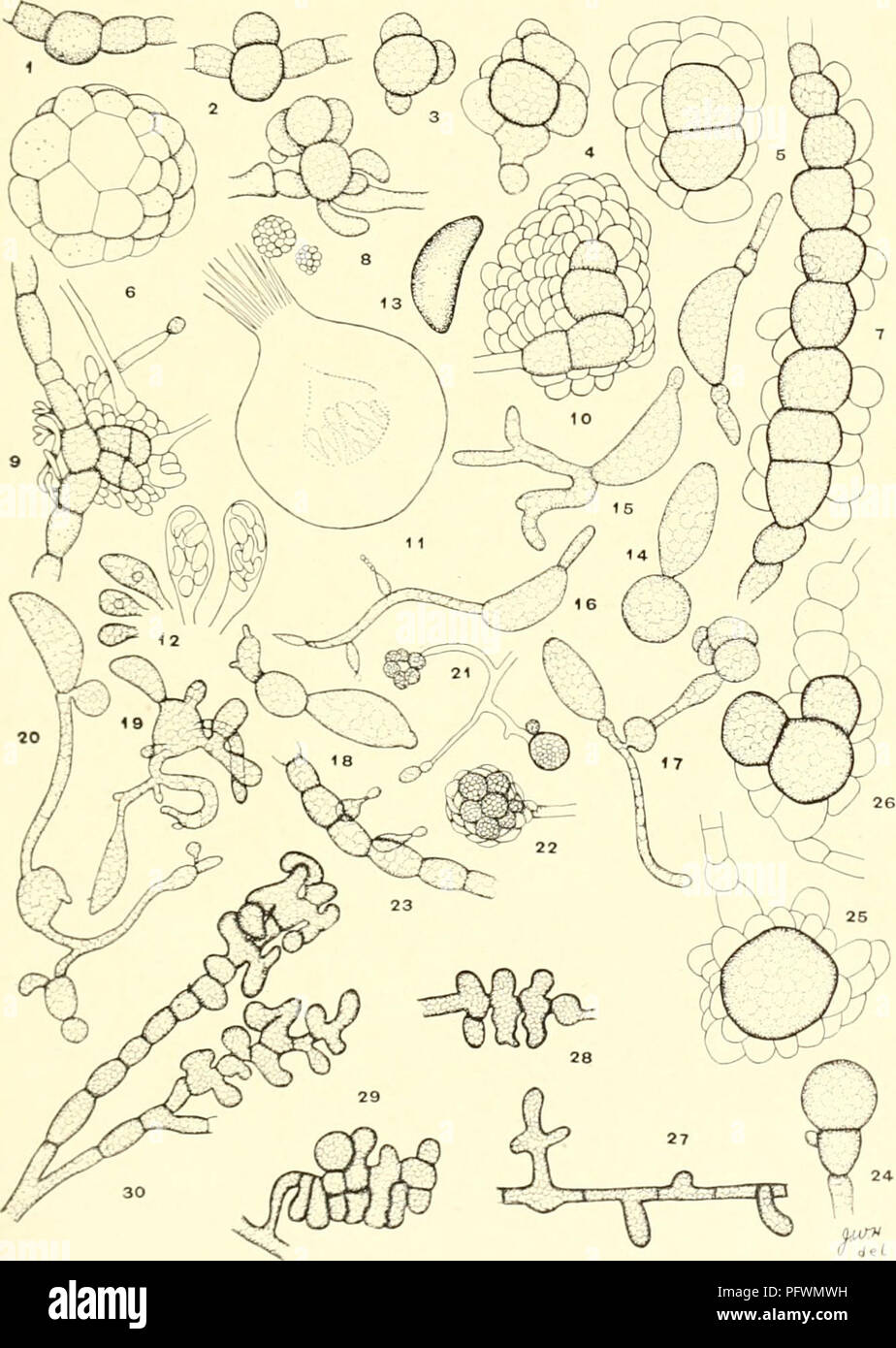 This work by John William Hotson examines the reproductive methods of ...