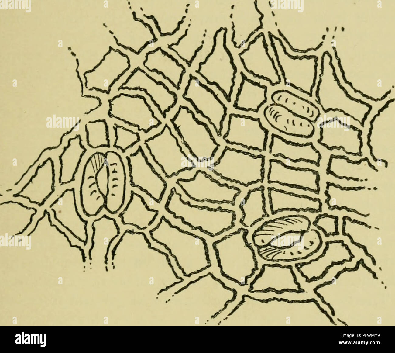 Open stomata hi-res stock photography and images - Alamy