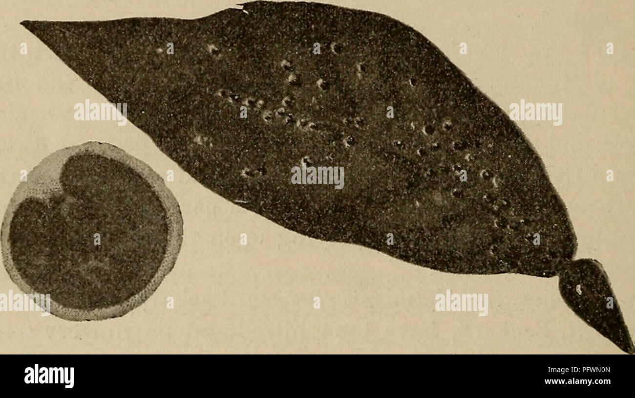 This image illustrates the red scale pest, Aspidiotus aurantii, which ...