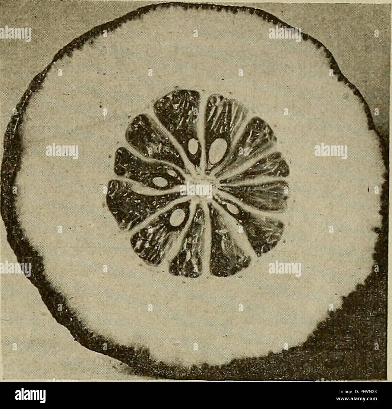 This text covers the cultivation of citrus fruits in California ...