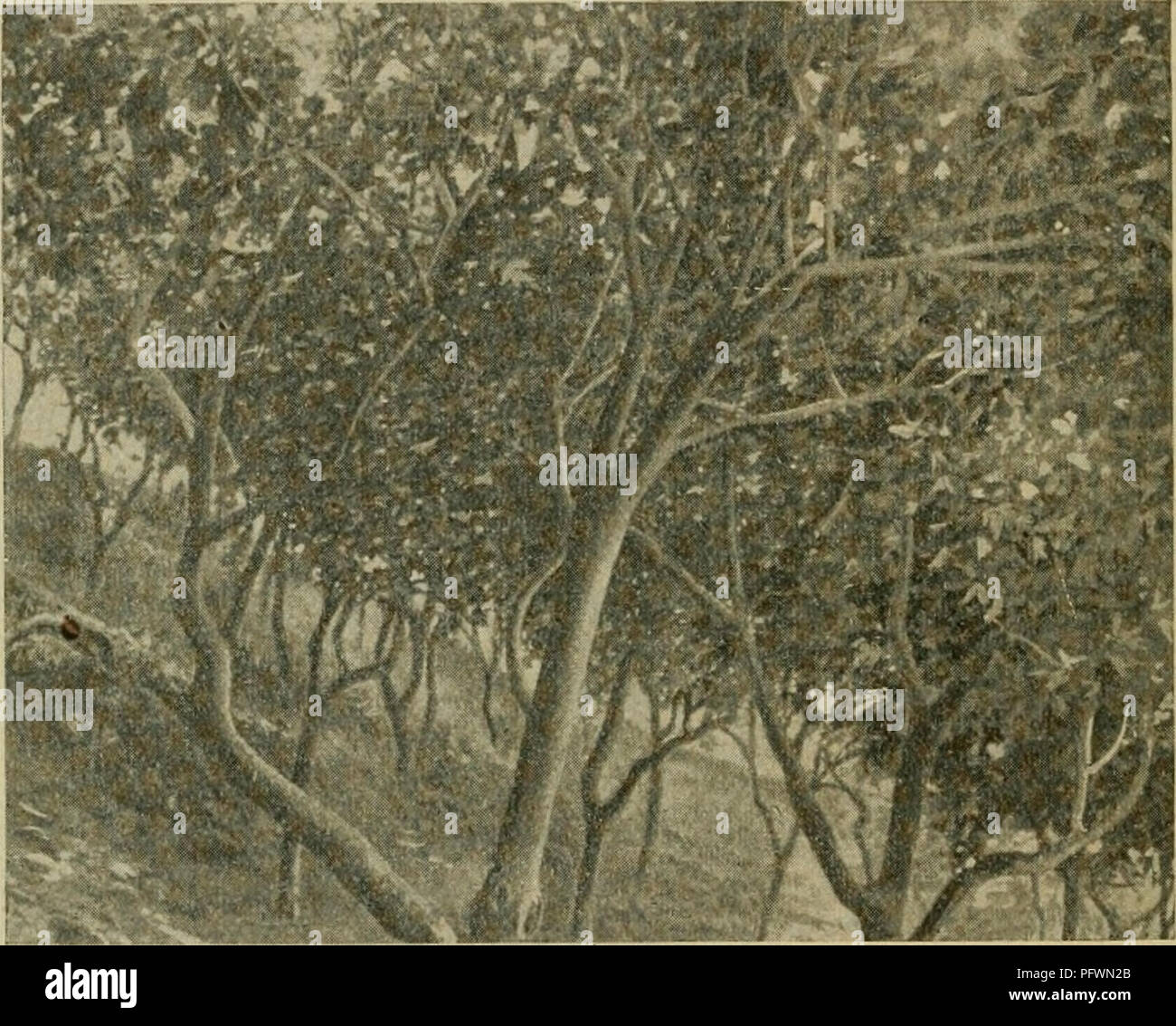 . Culture of the citrus in California. California. Pomology; Citrus ...