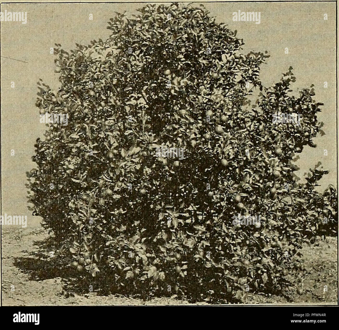 Thinning fruit crop hi-res stock photography and images - Alamy