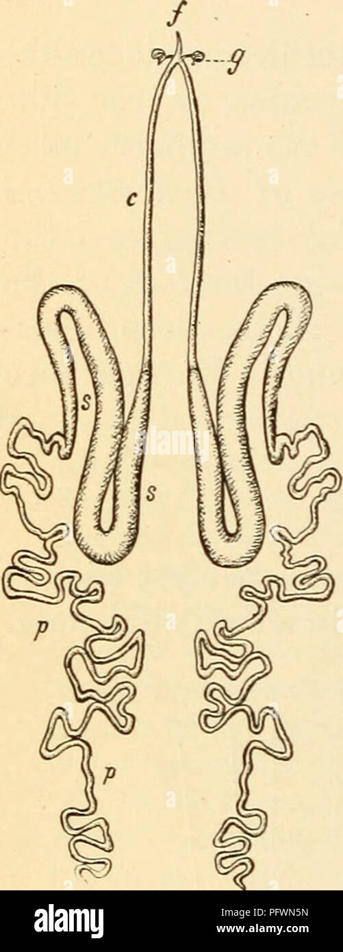 Rearing of silkworms hi-res stock photography and images - Alamy