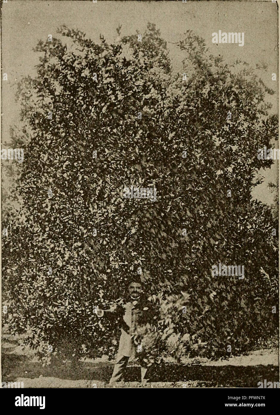 This image depicts low-trained citrus trees in California, which offer ...