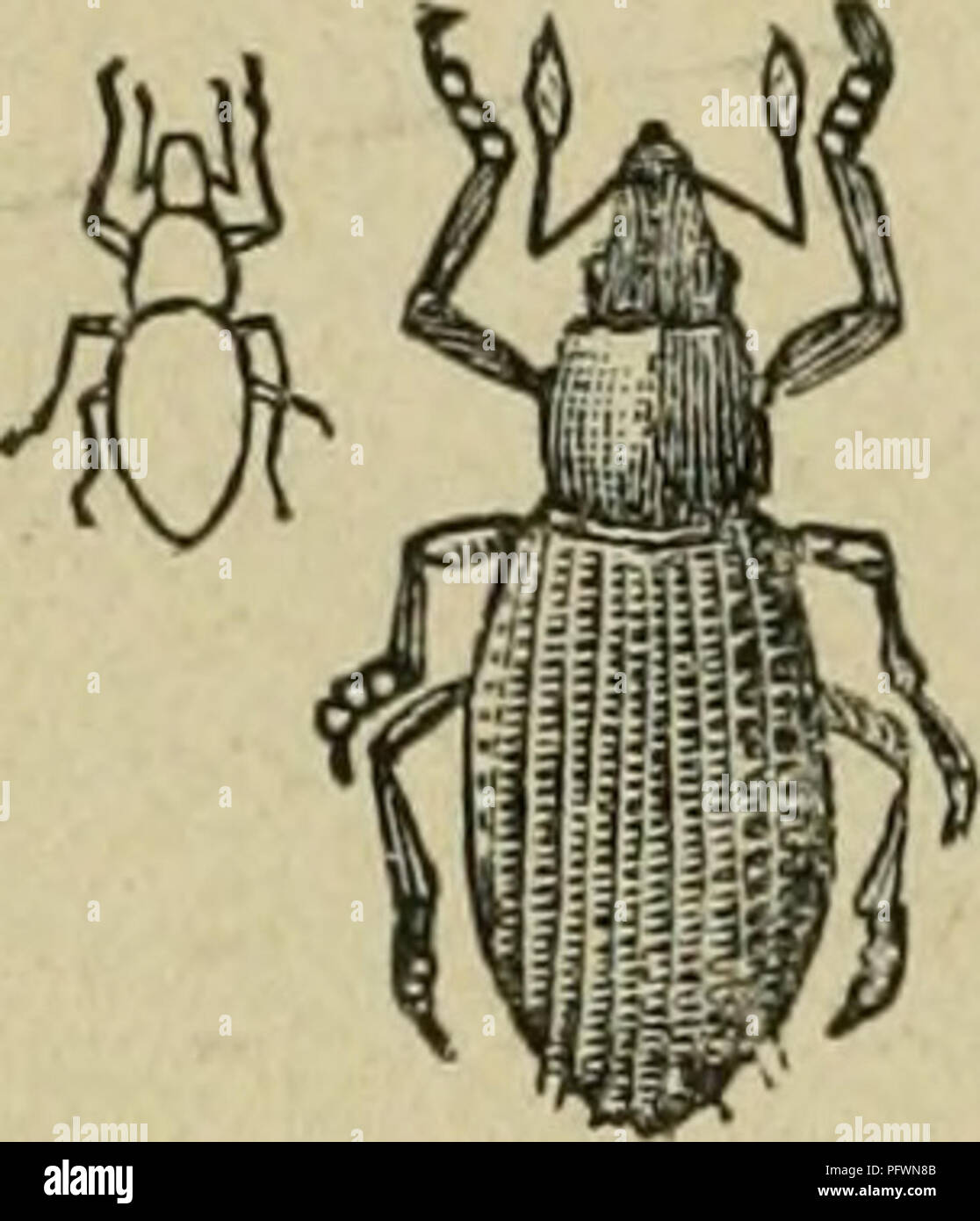 This work focuses on citrus cultivation in California, detailing ...