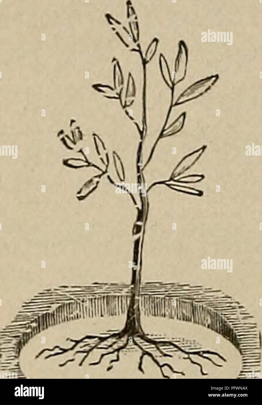 Citrus tree roots hi-res stock photography and images - Alamy