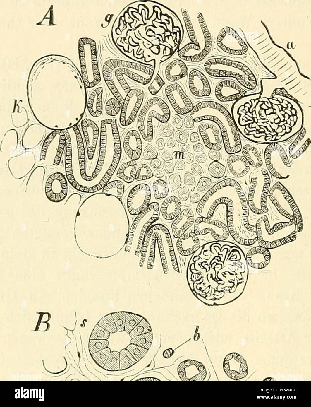 This textbook introduces normal histology, focusing on the practical ...