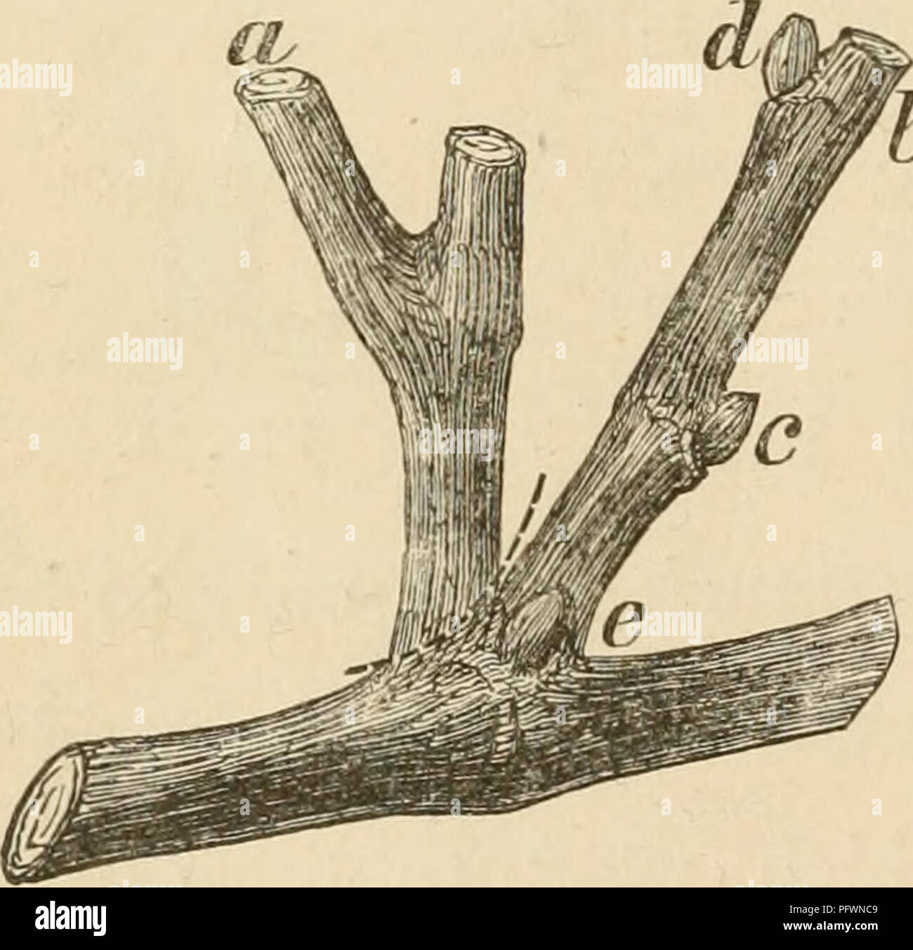 This guide provides techniques for grapevine cultivation, detailing ...