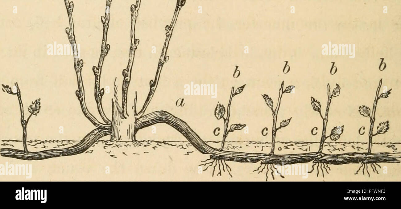 . Culture of the grape. Viticulture. 78 CULTURE OF THE GRAPE. a ...