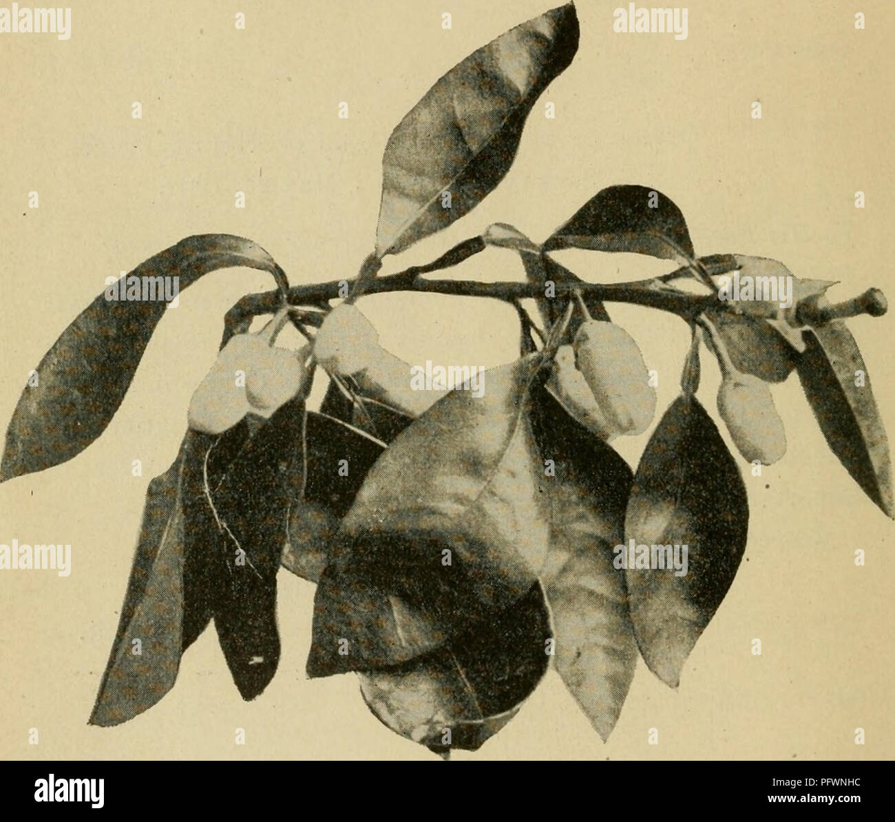 This image depicts the fruiting branch of an orange tree (Citrus ...