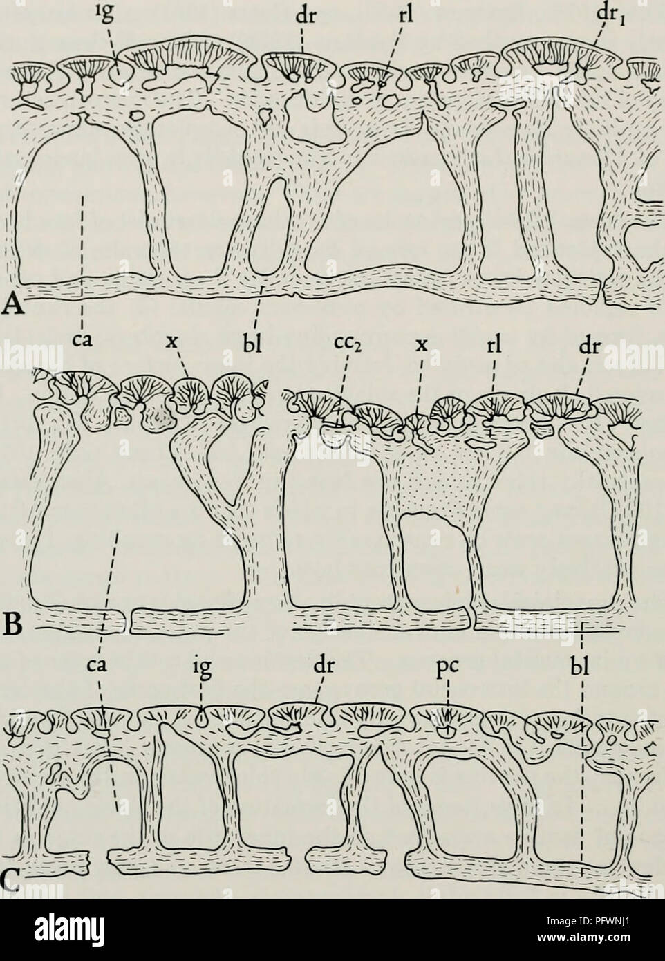 Transverse chamber hi-res stock photography and images - Alamy