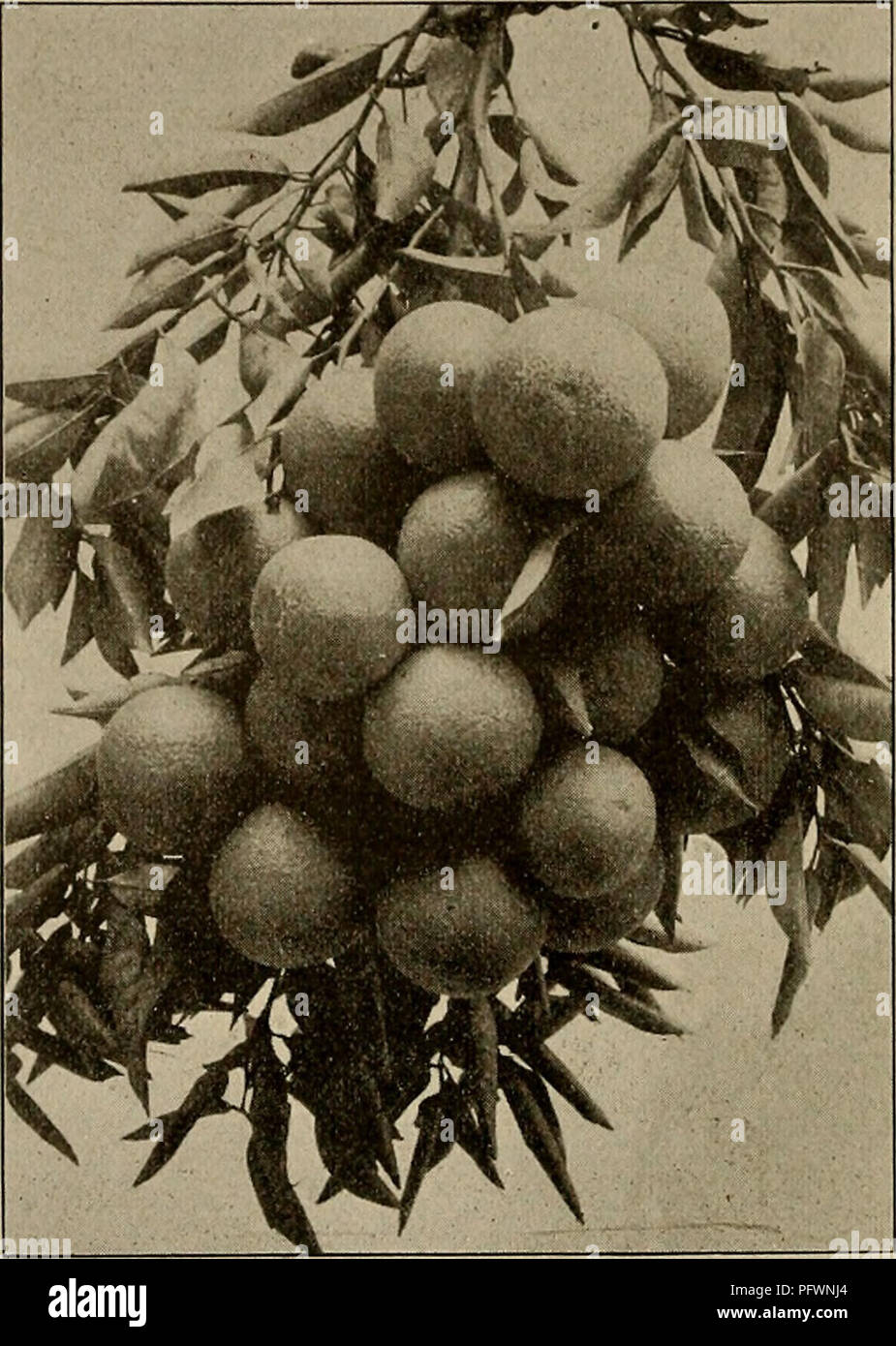 This guide covers the cultivation of citrus fruits in California ...