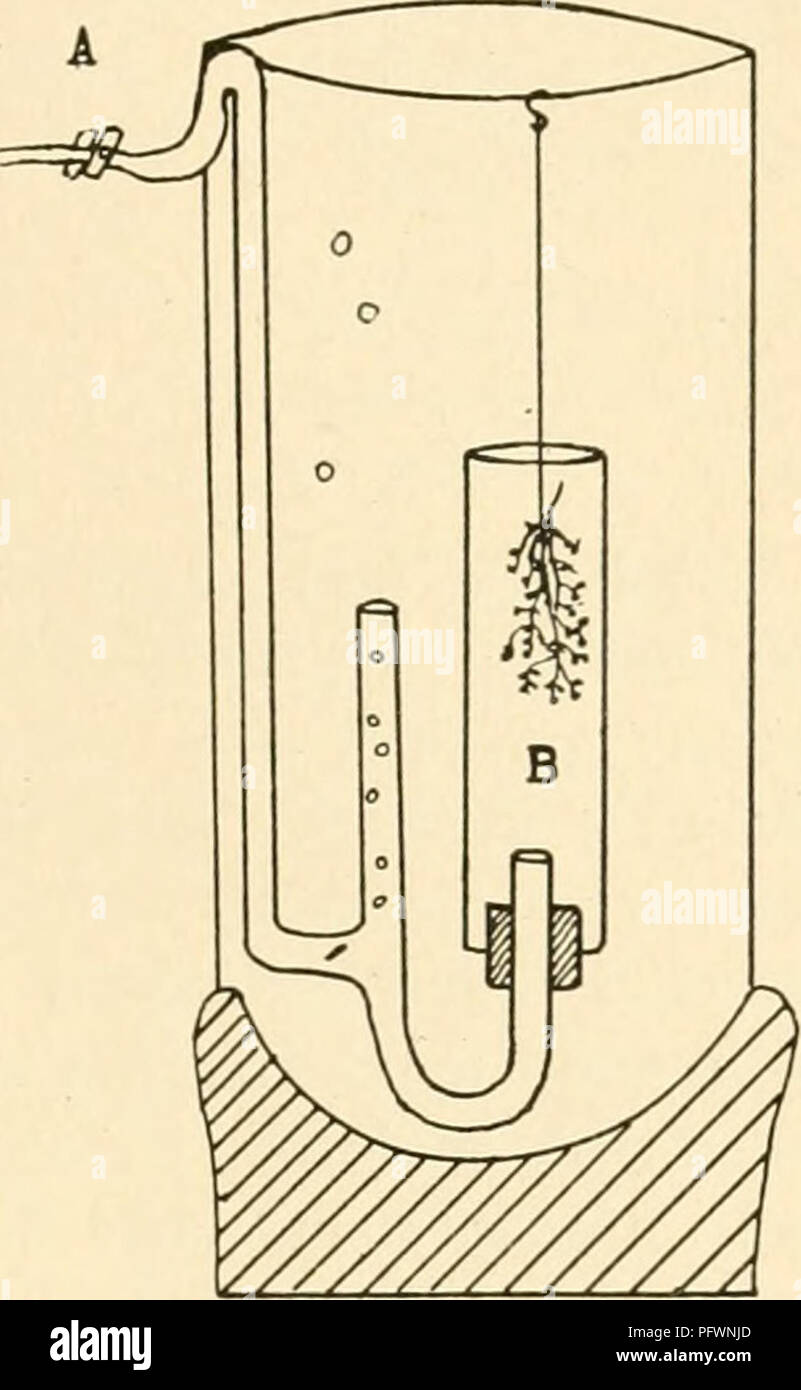 This work outlines the methods for cultivating and preserving ...