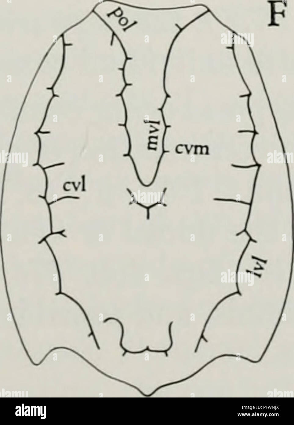 The Cyathaspididae family consists of Silurian and Devonian jawless ...