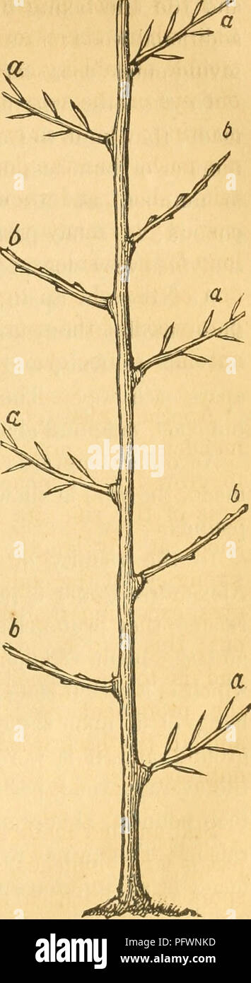A detailed illustration and description of grapevine training and ...