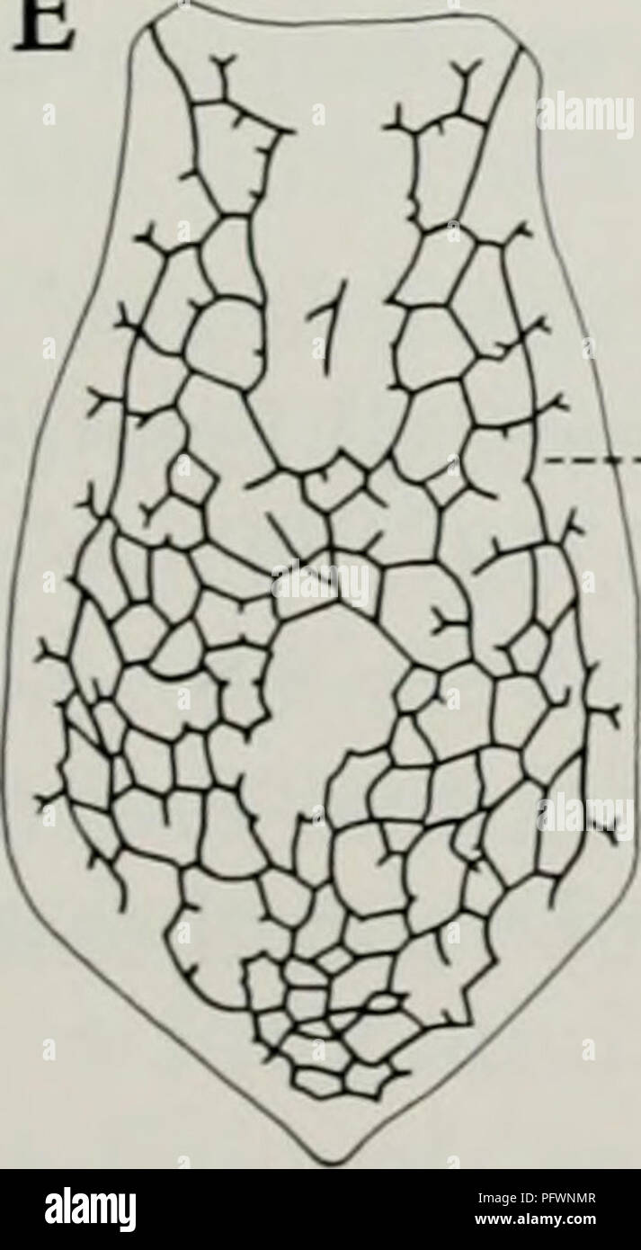 . The Cyathaspididae; a family of Silurian and Devonian jawless ...