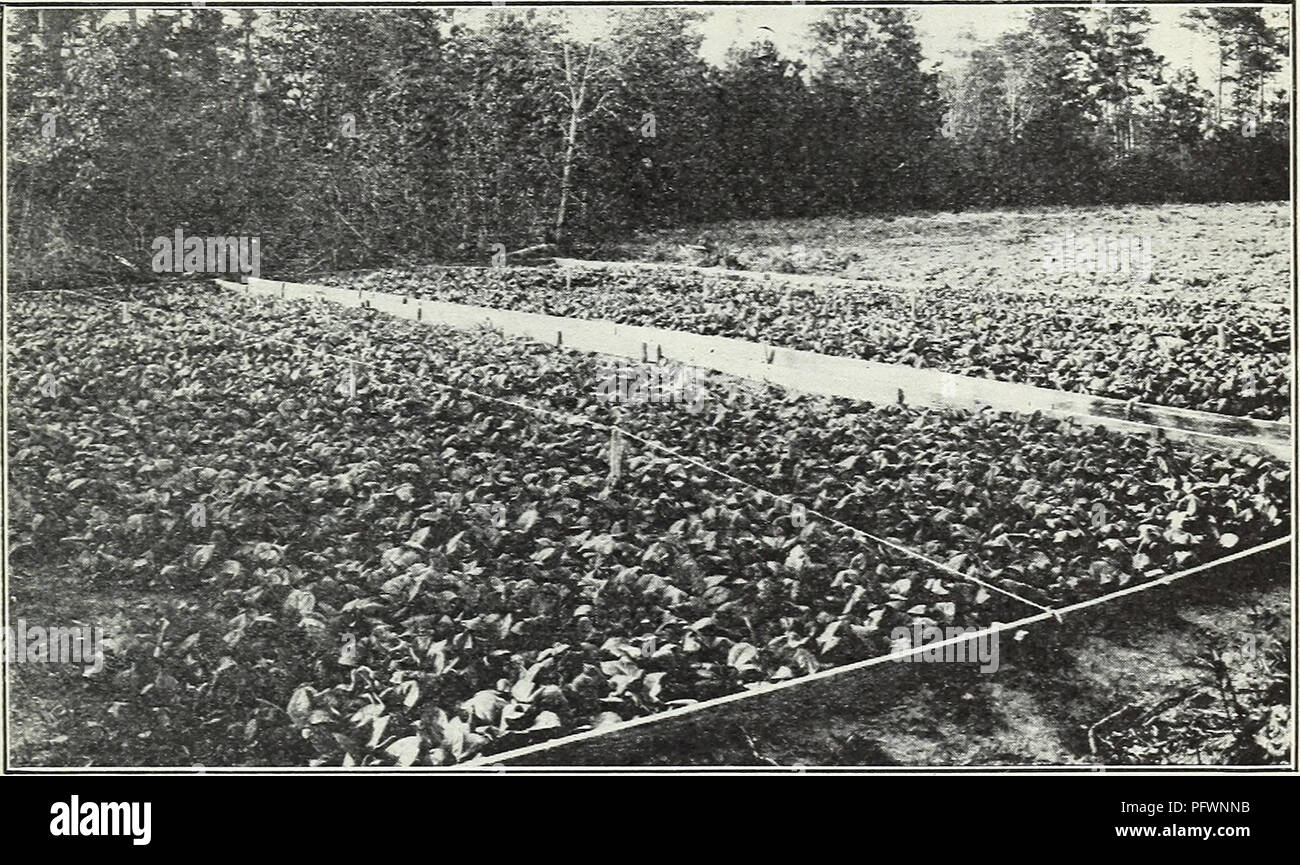 Flue cured tobacco cultivation hi-res stock photography and images - Alamy