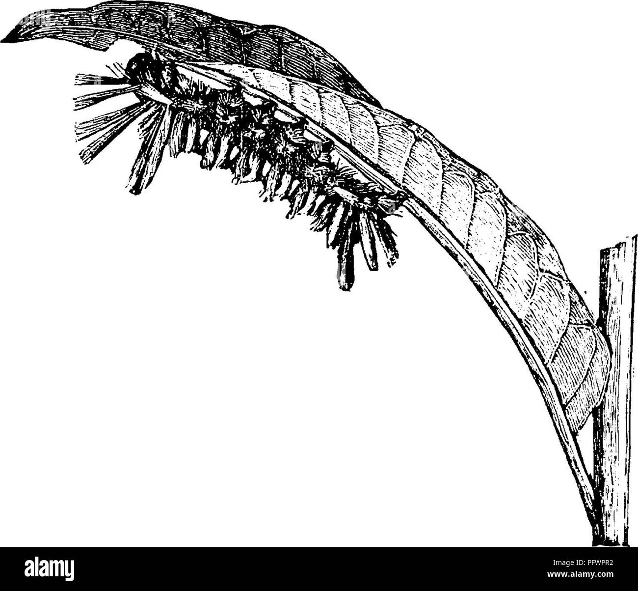 Transverse moth hi-res stock photography and images - Alamy