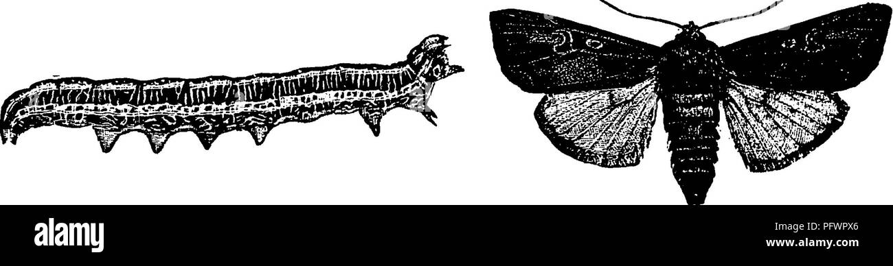 The manual discusses Lepidoptera, focusing on larval adaptations for ...