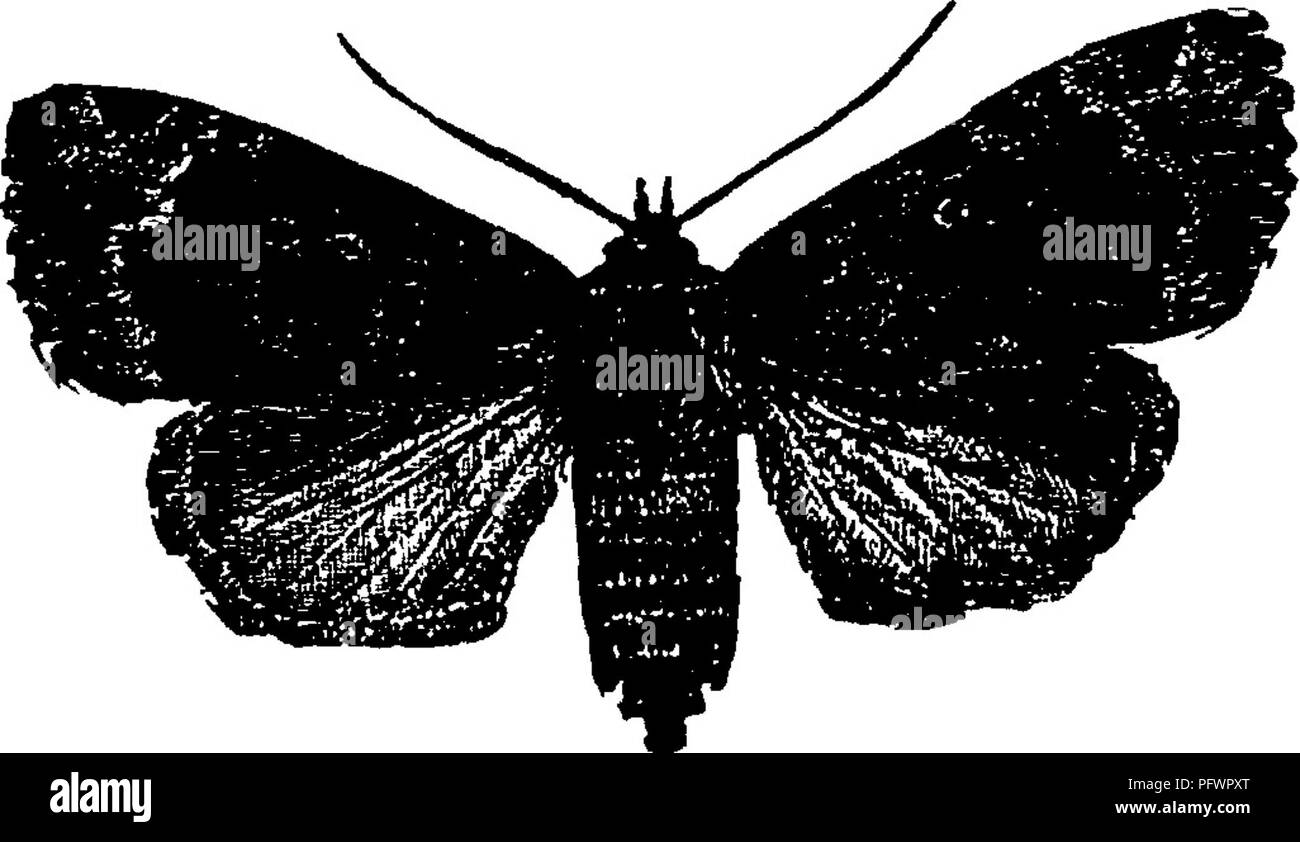 Anna botsford comstock hi-res stock photography and images - Alamy