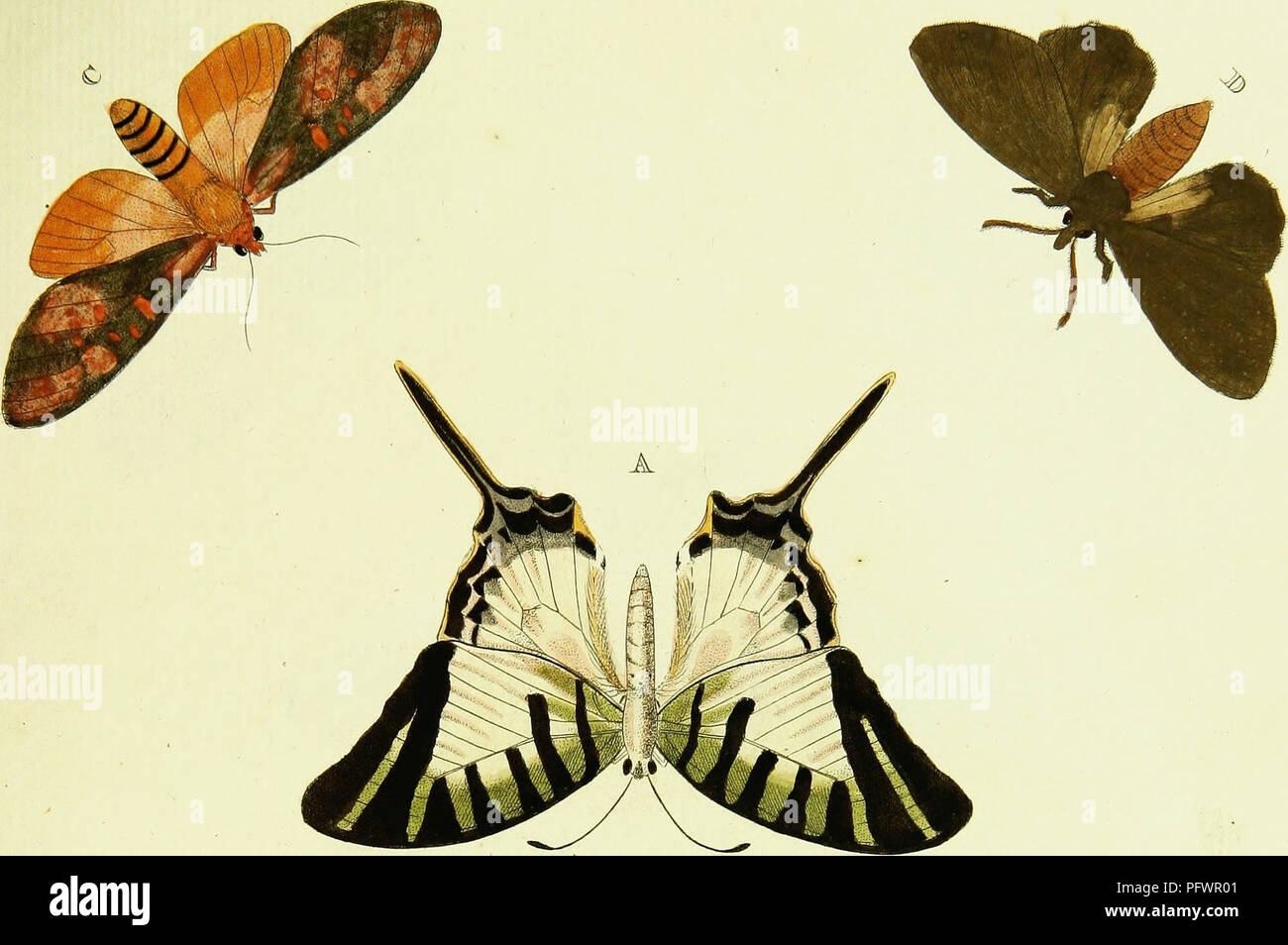 This work presents a detailed description of foreign beetles ...