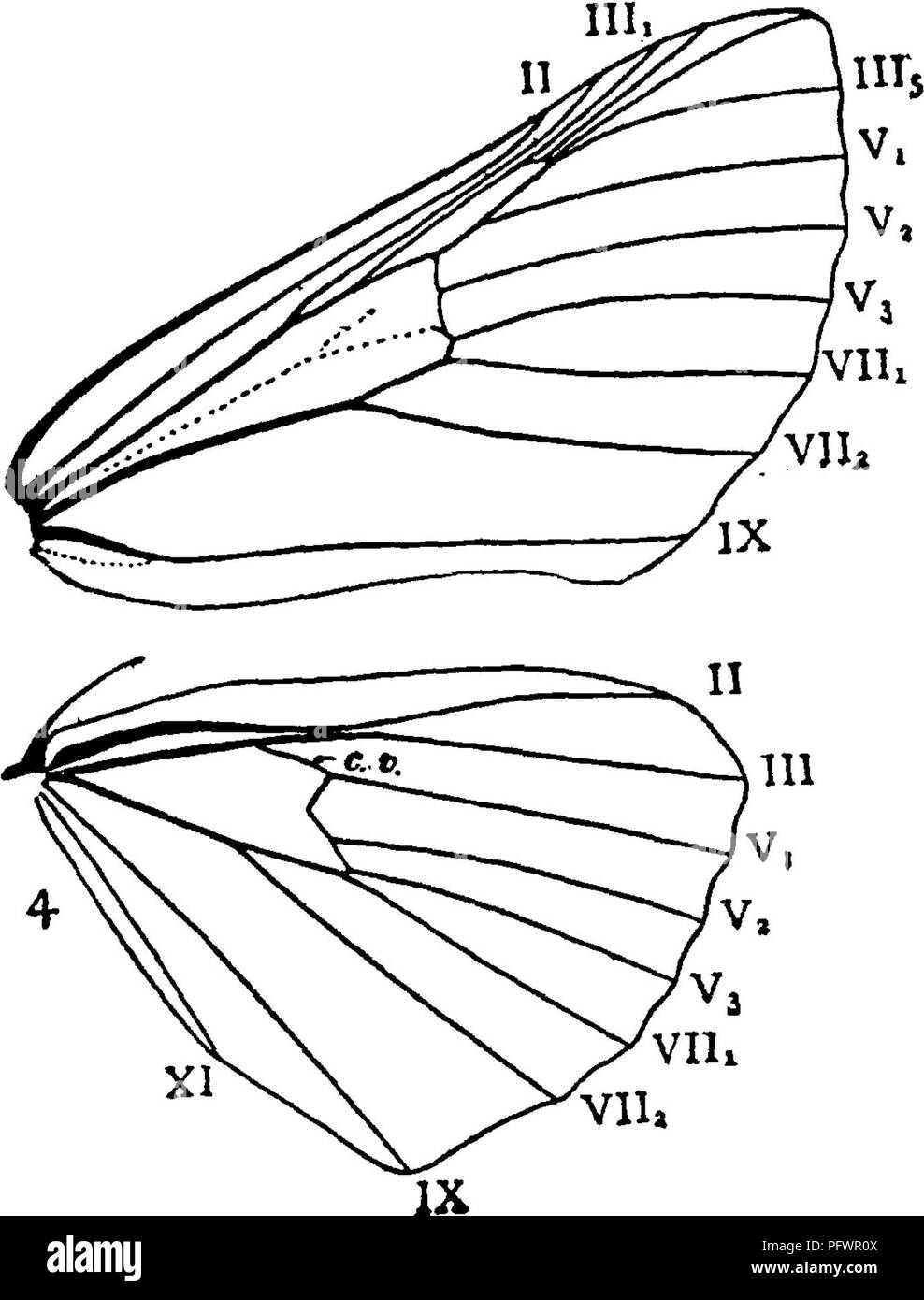 This manual provides detailed information on the study of insects ...