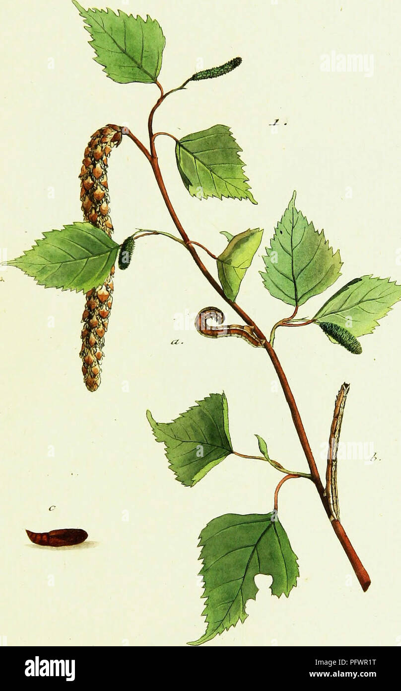 This work documents the history of European butterflies, featuring ...