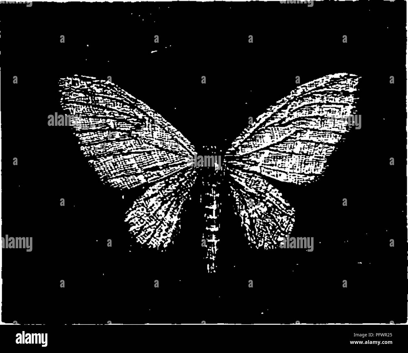 Larvaes structure hi-res stock photography and images - Alamy