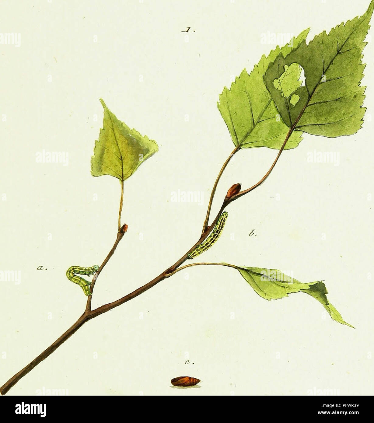 *Geschichte europ?ischer Schmetterlinge* focuses on the history and classification of European ...