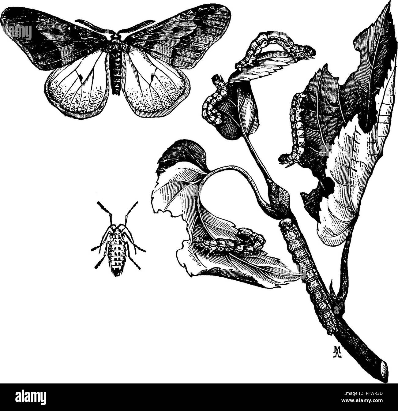 This manual offers detailed guidance on the study of Lepidoptera, a ...