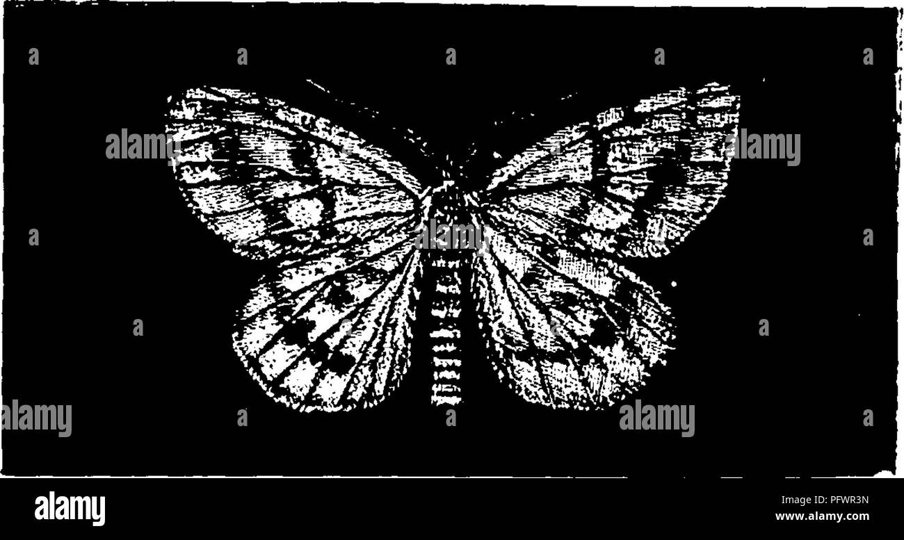 This guide includes detailed descriptions of the Currant Span-worm ...
