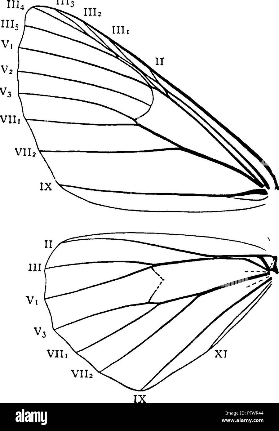 This manual focuses on insect morphology, specifically discussing the ...
