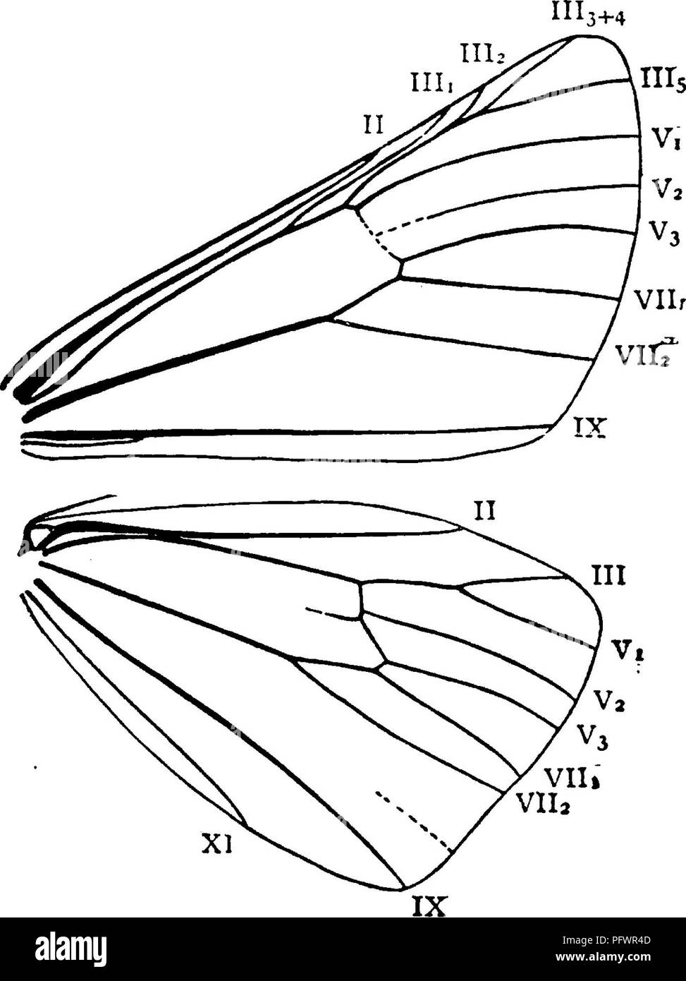 This manual provides guidance on the study of insects, focusing on ...