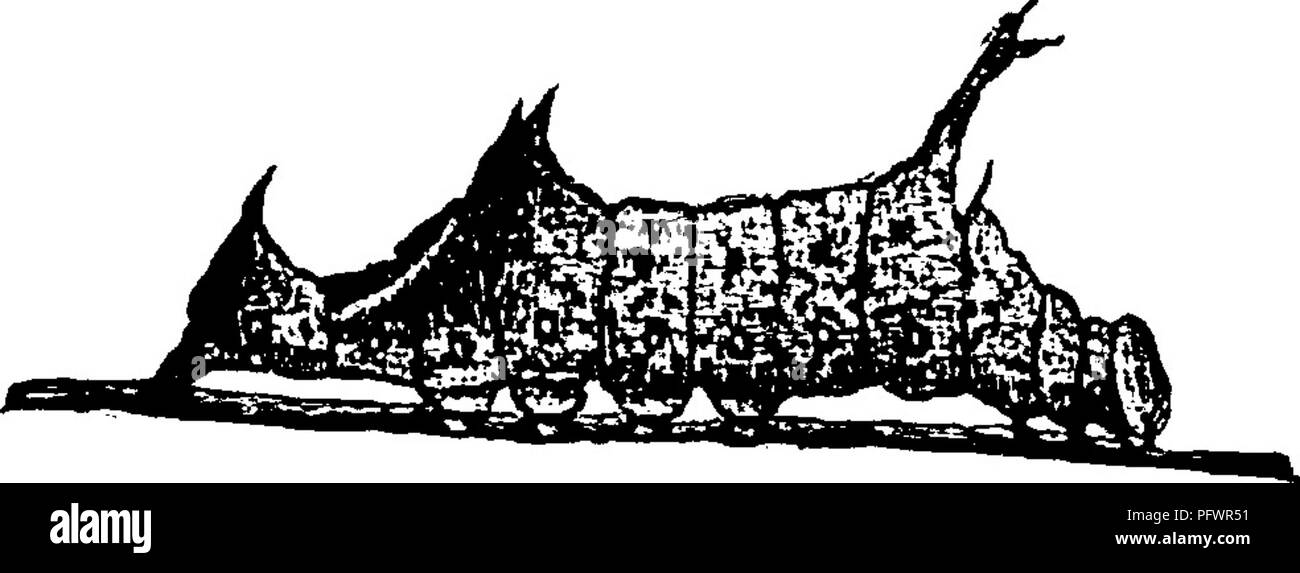 Brownish black tubercles hi-res stock photography and images - Alamy