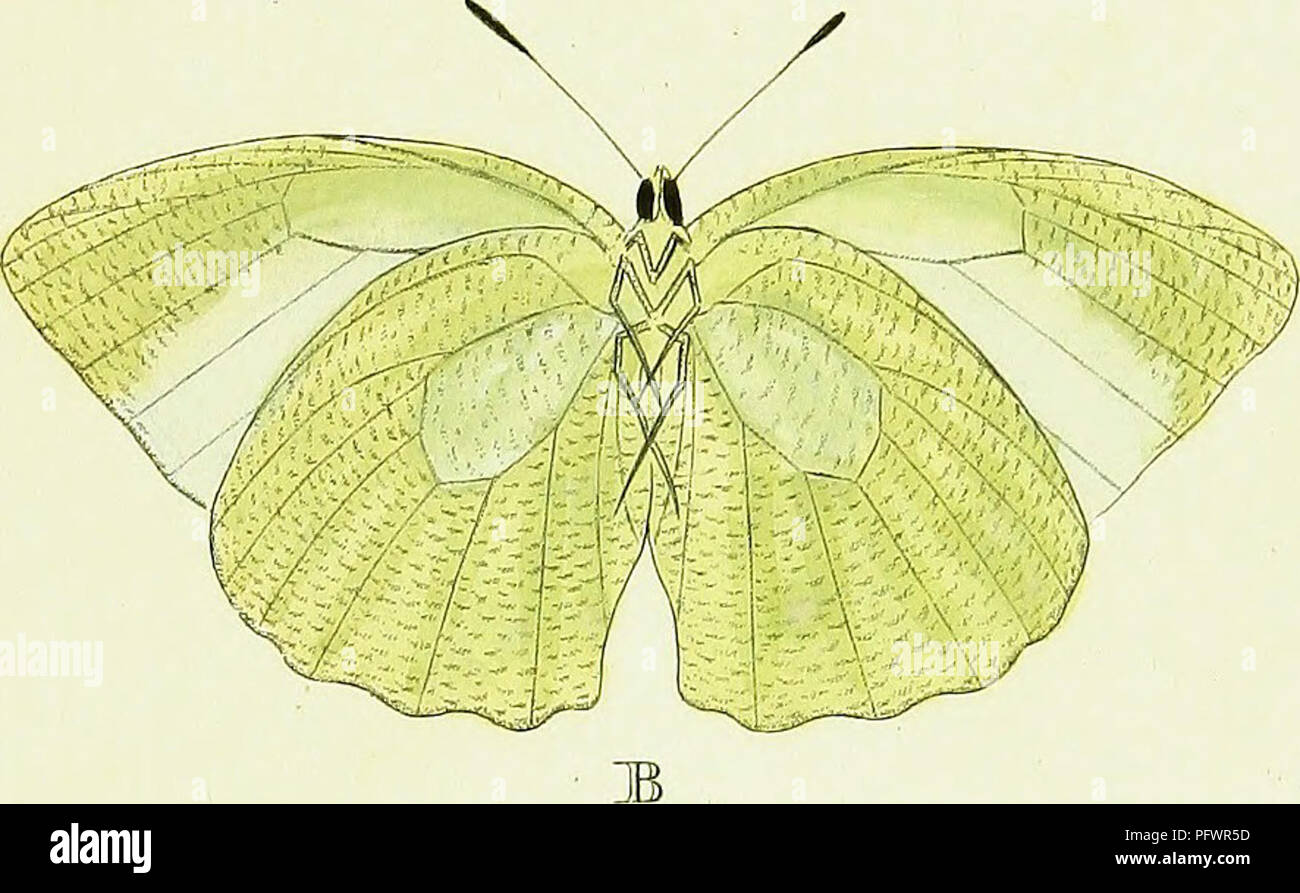This work provides descriptions of butterfly species from Asia, Africa ...